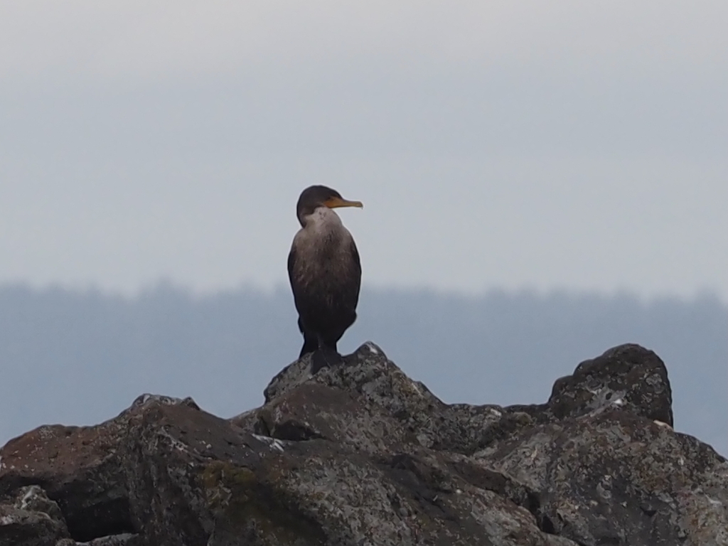 Double-crested Cormorant from Ballard, Seattle, WA, USA on October 14 ...