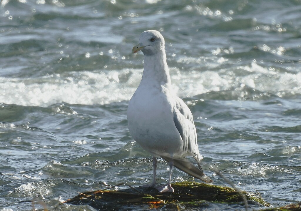 Large White-headed Gulls from Southeast Calgary, Calgary, AB, Canada on ...