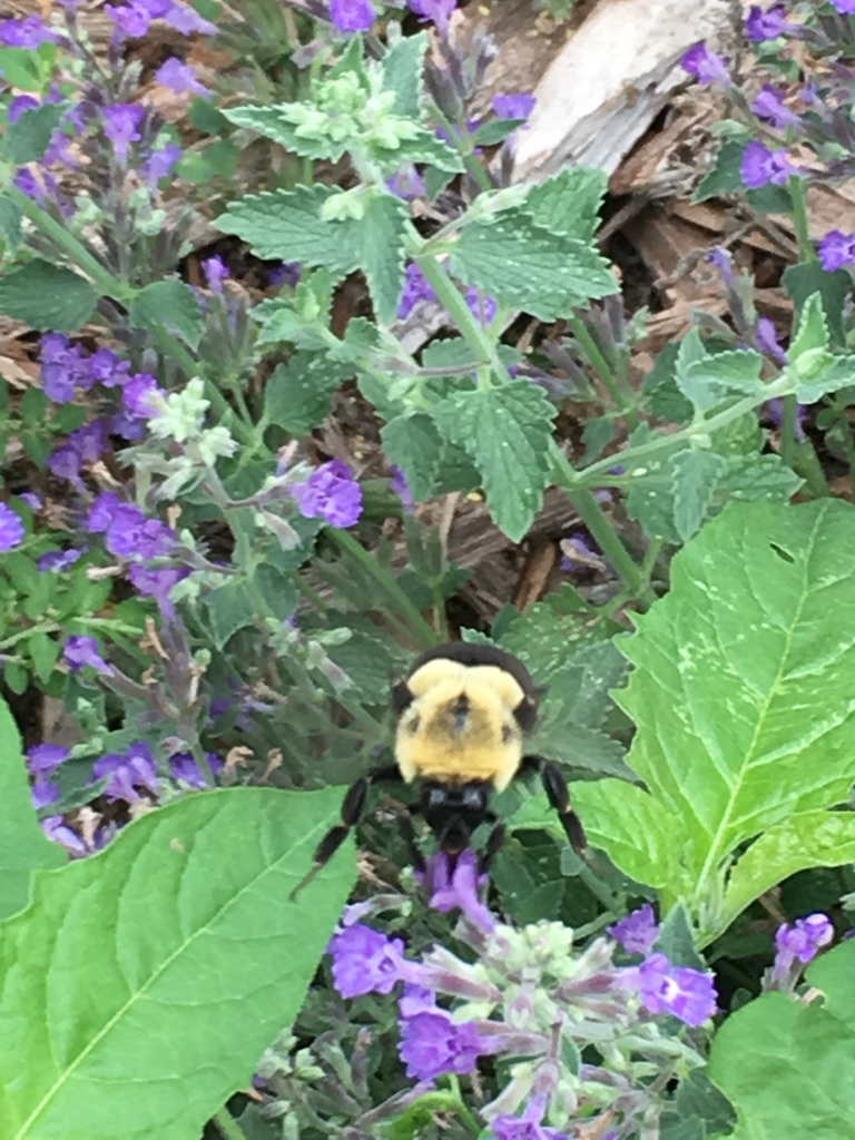 Common Eastern Bumble Bee from Harmon Park, Kearney, NE, US on July 4 ...