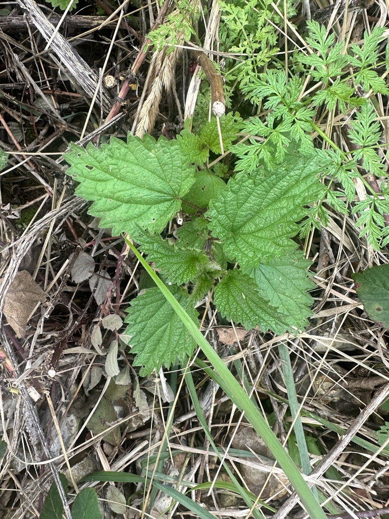 great stinging nettle from Tottenhill, King's Lynn, England, GB on October 15, 2024 at 12:54 PM ...