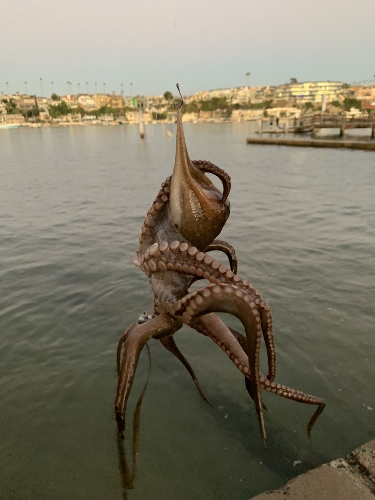 Lesser Two-spot Octopus from Entrance Channel, Newport Beach, CA, US on ...