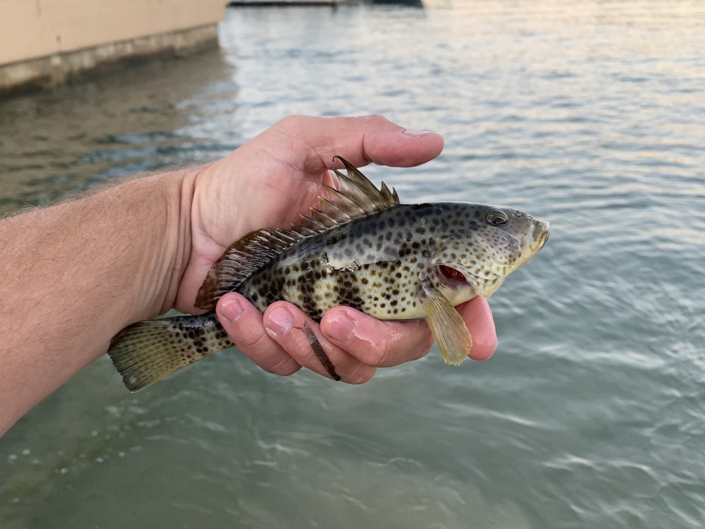 Spotted Sand Bass from Entrance Channel, Newport Beach, CA, US on ...