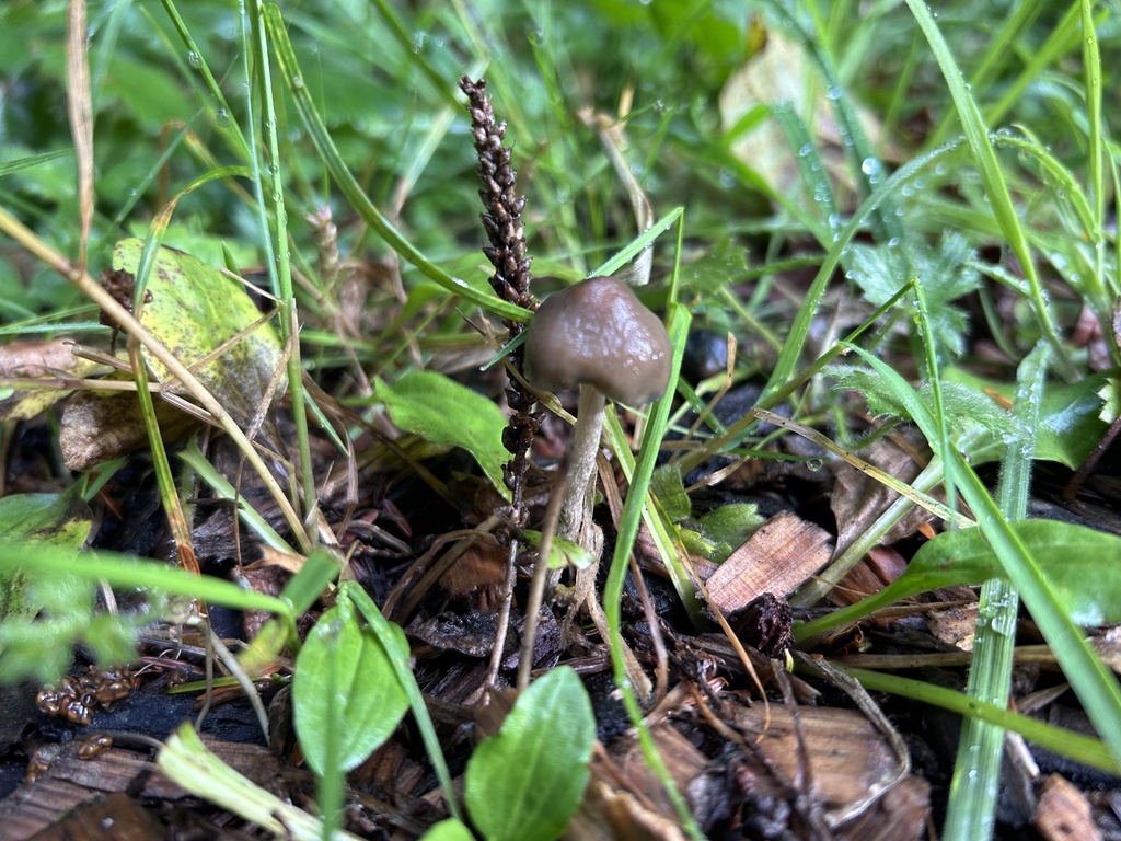 Psilocybe baeocystis from Long Island Slough, South Bend, WA, US on ...