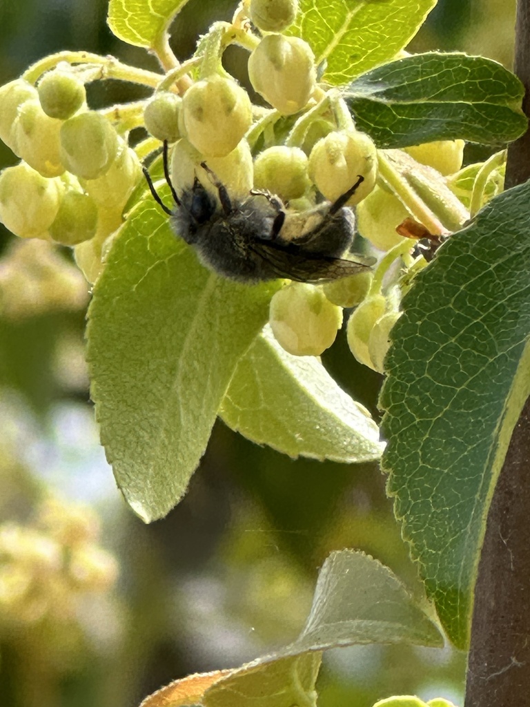 Green-tailed Cellophane Bee from Universidad Católica de la Santísima ...