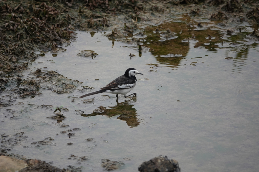 White Wagtail from 观山湖公园 (Guanshanhu Park), Guanshanhu District ...