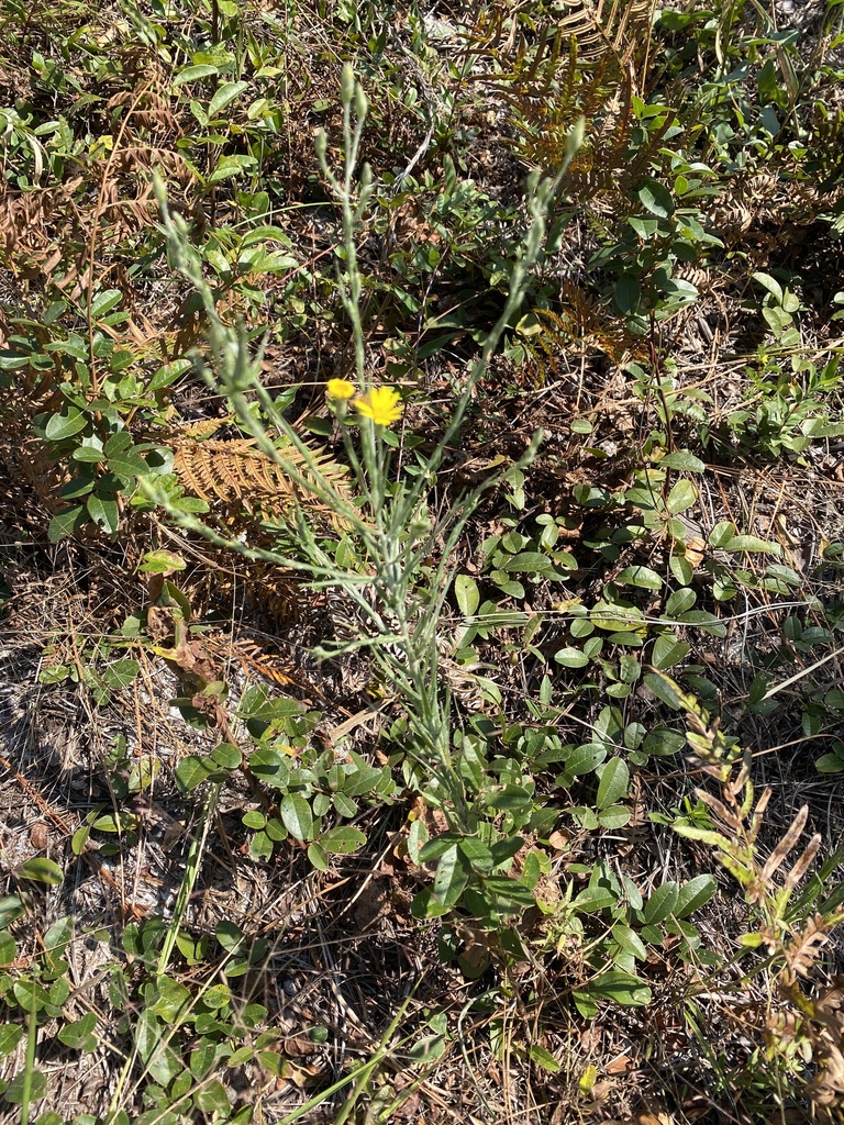 Narrowleaf Silkgrass from University of Central Florida Arboretum Trail ...