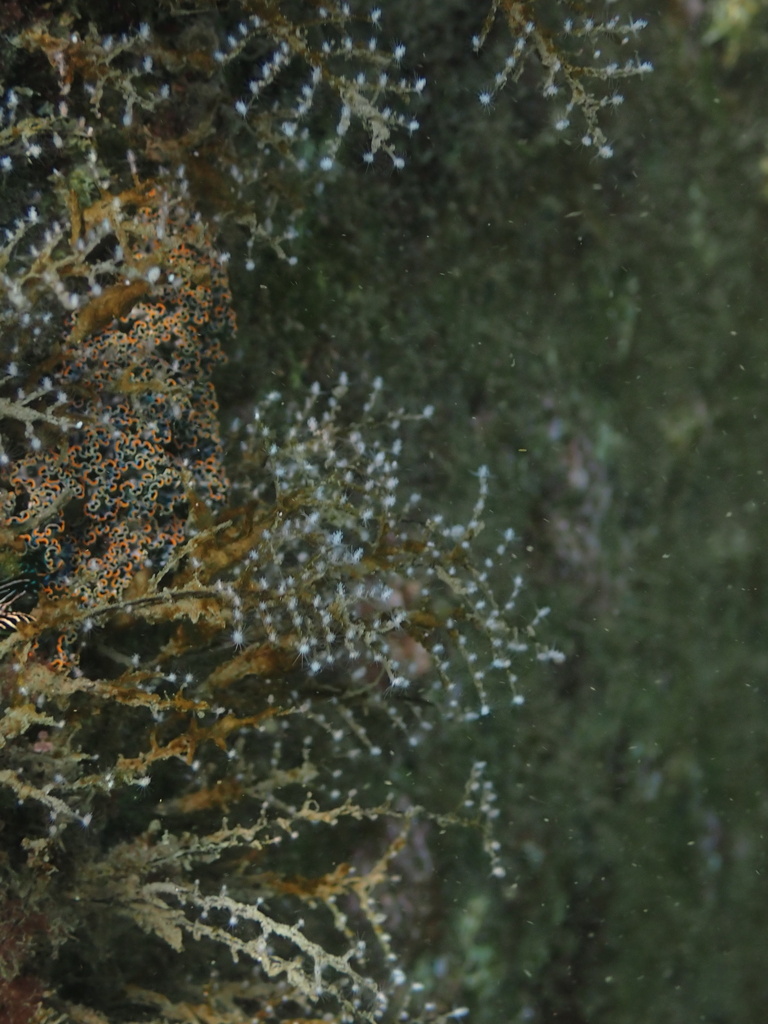 Christmas Tree Hydroid from Manzanillo, MX-CL, MX on October 14, 2024 ...