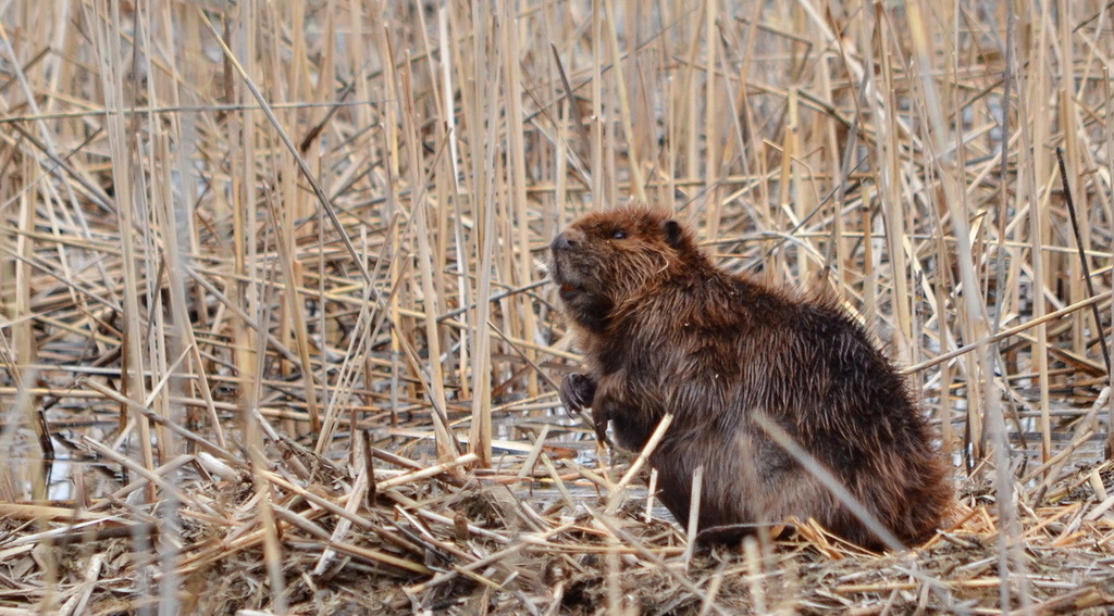 American Beaver from McLaughlin Bay Wildlife Reserve, 1908 Colonel Sam ...