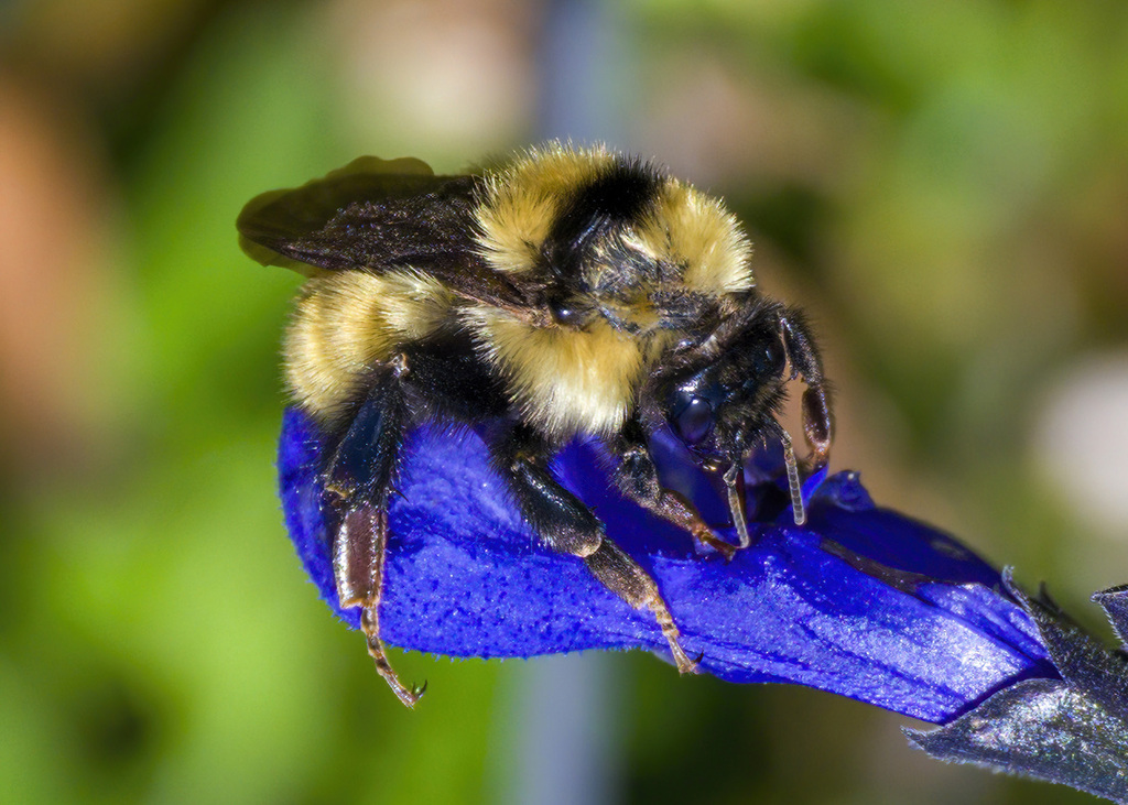 Golden Northern Bumble Bee from 619 Tanglewood Dr, Richland, WA 99352 ...