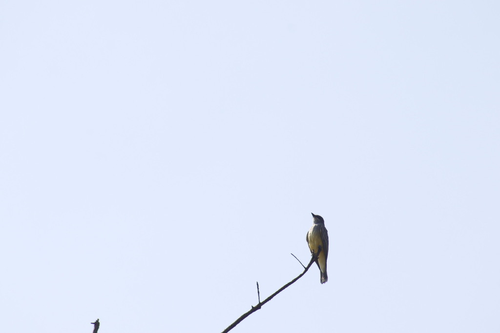 Tirano Chibiú desde Parque Ecológico de Xochimilco, Ciudad de México ...