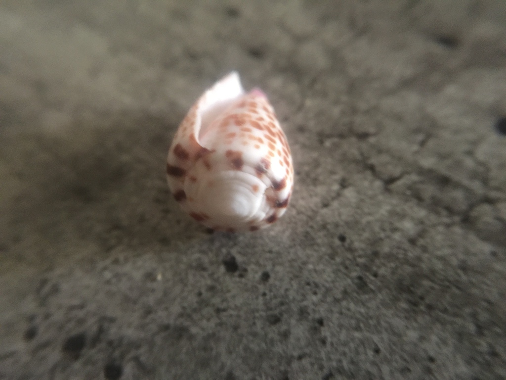 Conus edaphus from 23330 Los Barriles, BCS, Mexico on October 07, 2024 ...