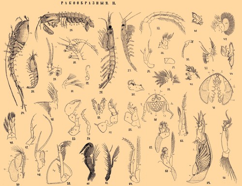 Camarón de profundidades (Eucopia australis)