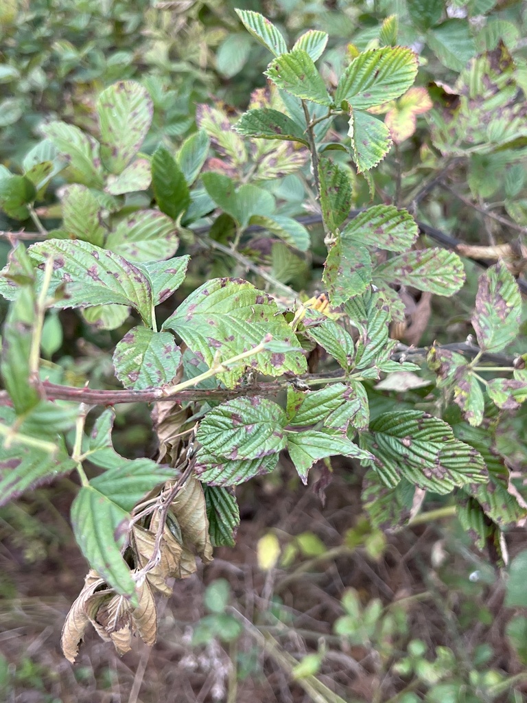 Pennsylvania Blackberry from Seneca, SC, US on October 15, 2024 at 01: ...