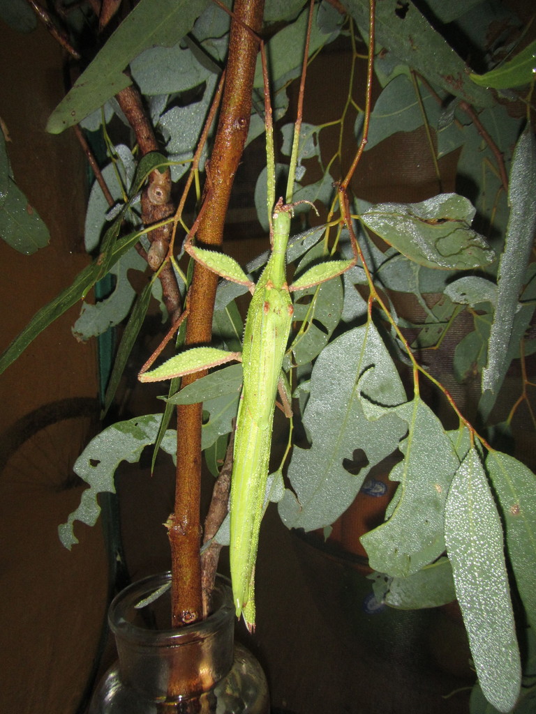 Red-shouldered Phasmid from George Roberts Hall - H Block, Douglas QLD ...