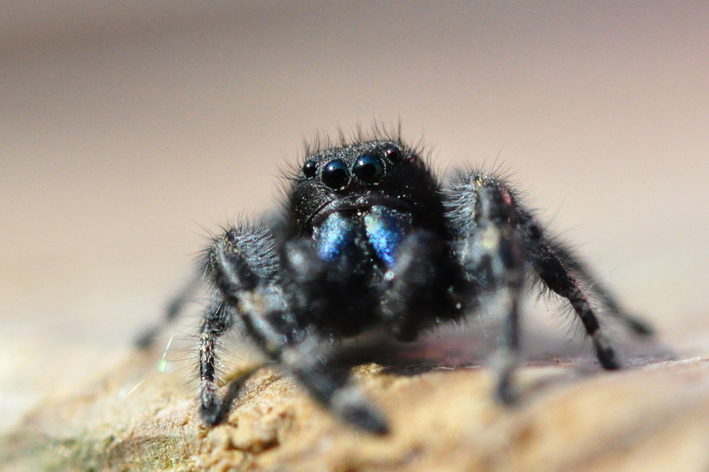 Boreal Tufted Jumping Spider from Lac La Biche, AB, Canada on May 16 ...