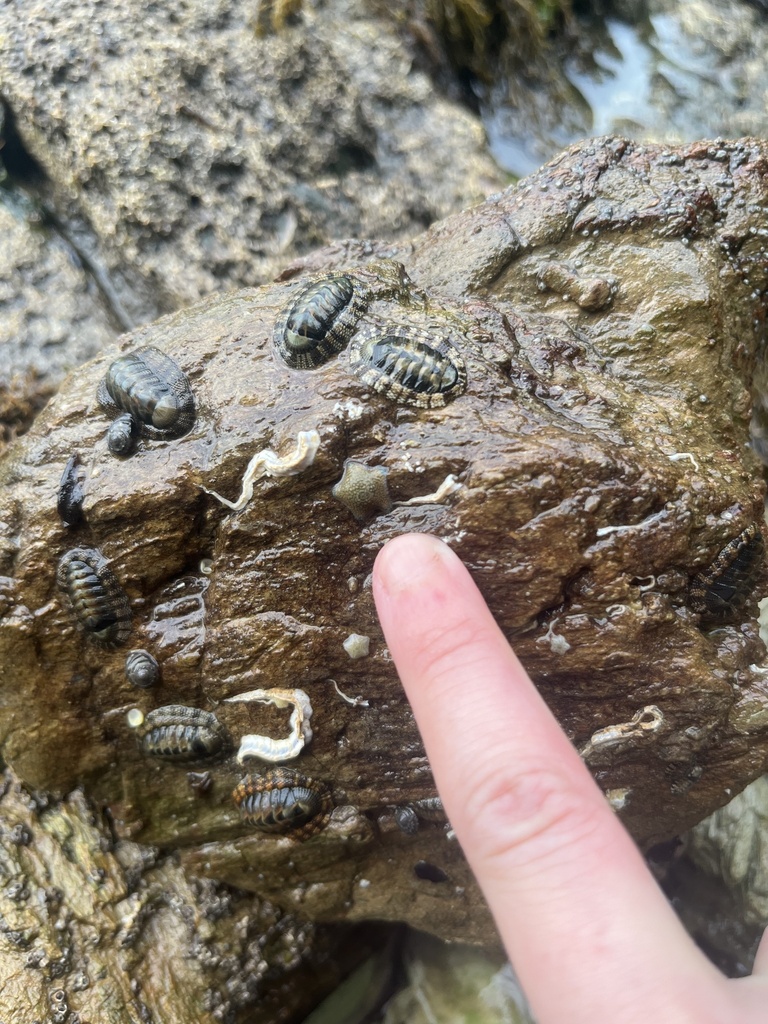 Snakeskin Chiton from Shakespeare Bay, Picton, Marlborough, NZ on ...