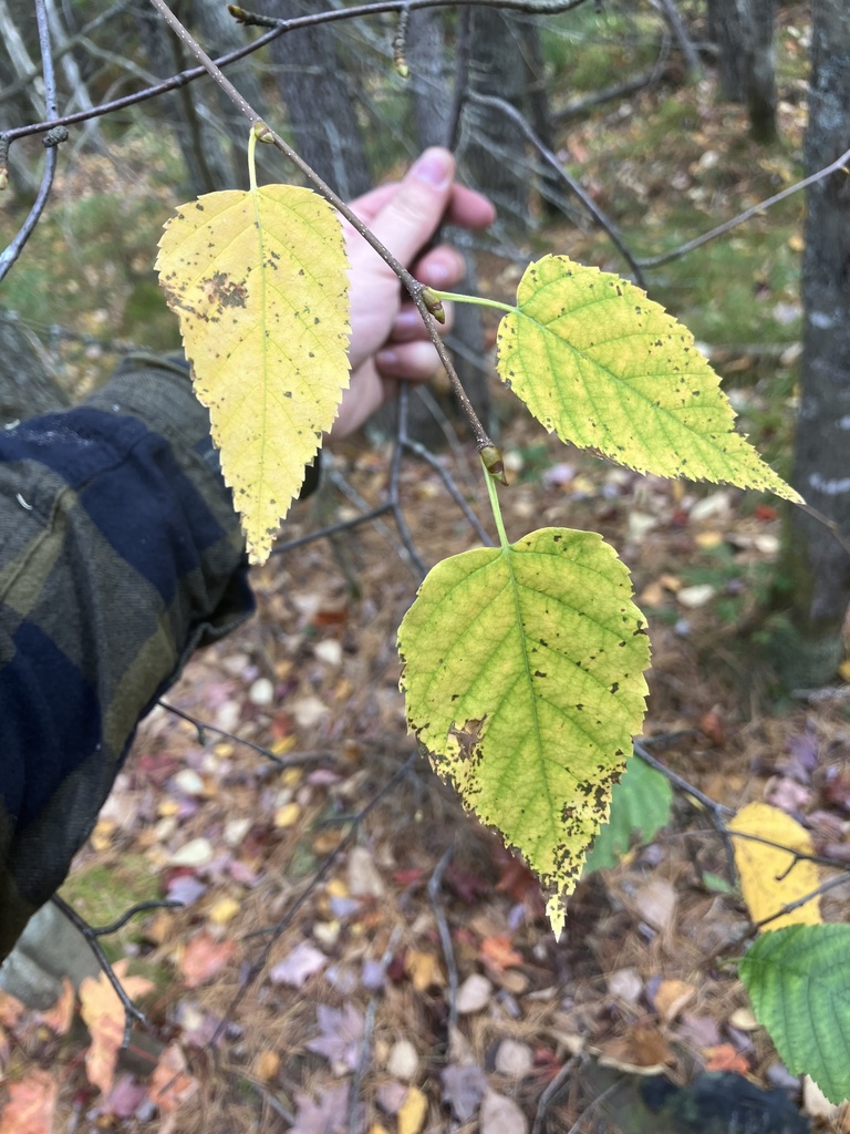 heartleaf paper birch from Oliver Bay, Grant Township, MI, US on ...