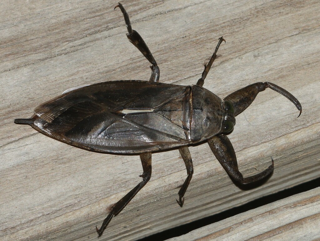 Uhler's Giant Water Bug from Pasadena, TX, USA on October 10, 2024 at ...