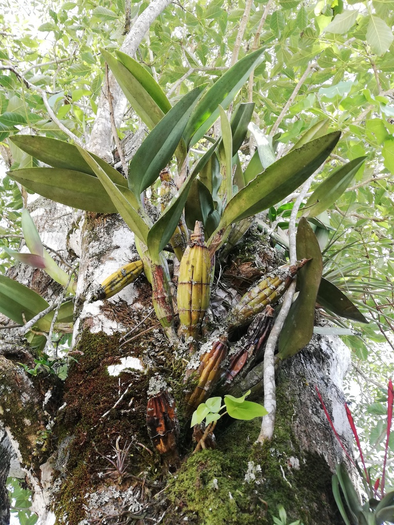 Laelia superbiens in July 2019 by Carlos Domínguez-Rodríguez · iNaturalist