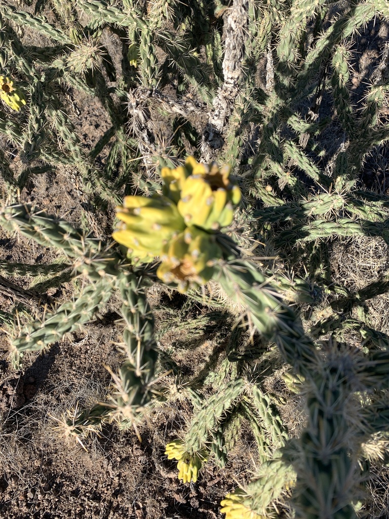 tree cholla from Fort Davis, TX, US on October 14, 2024 at 09:27 AM by ...