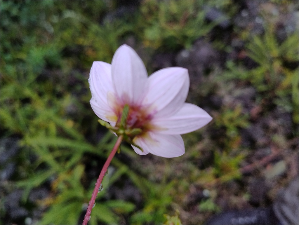 Dahlias in October 2024 by Anayeli Guzmán Enríquez · iNaturalist
