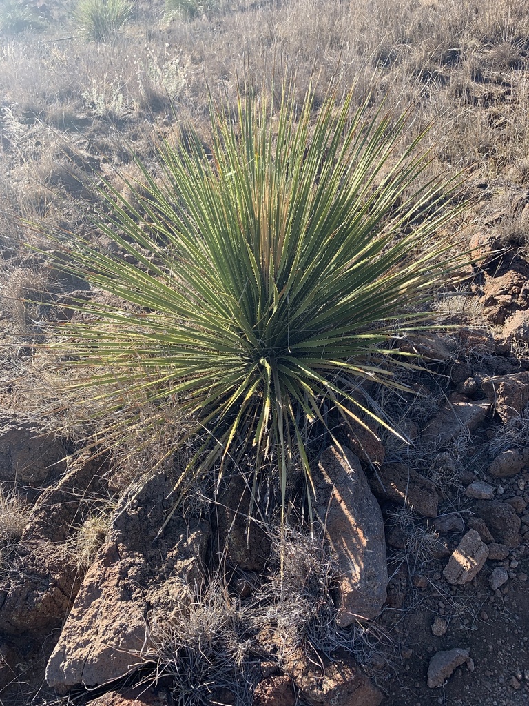 Smooth Sotol from Fort Davis, TX, US on October 14, 2024 at 09:42 AM by ...