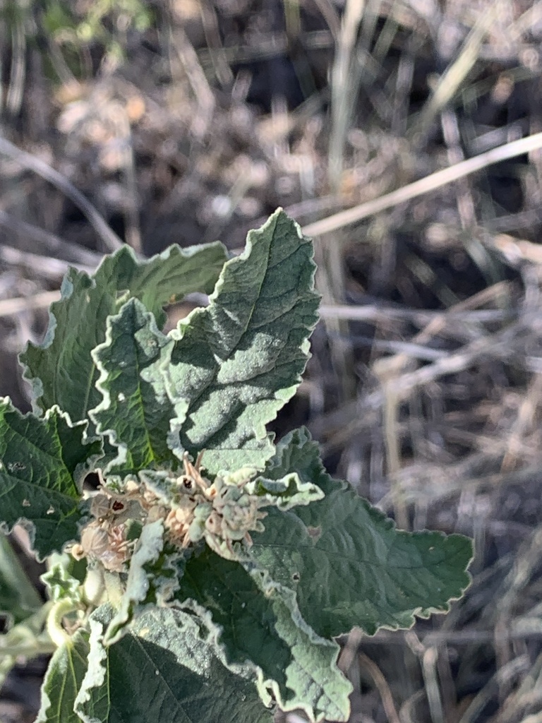 gray globemallow from Fort Davis, TX, US on October 14, 2024 at 01:09 ...
