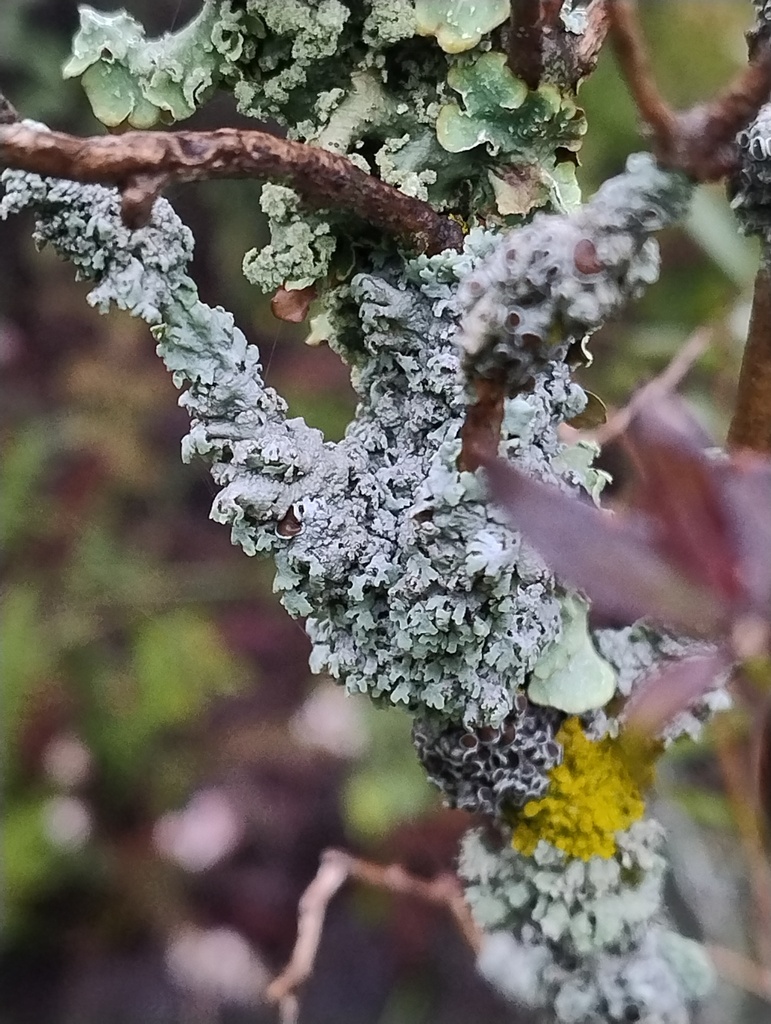 Plantas en octubre 2024 por Anayeli Guzmán Enríquez · iNaturalist Mexico