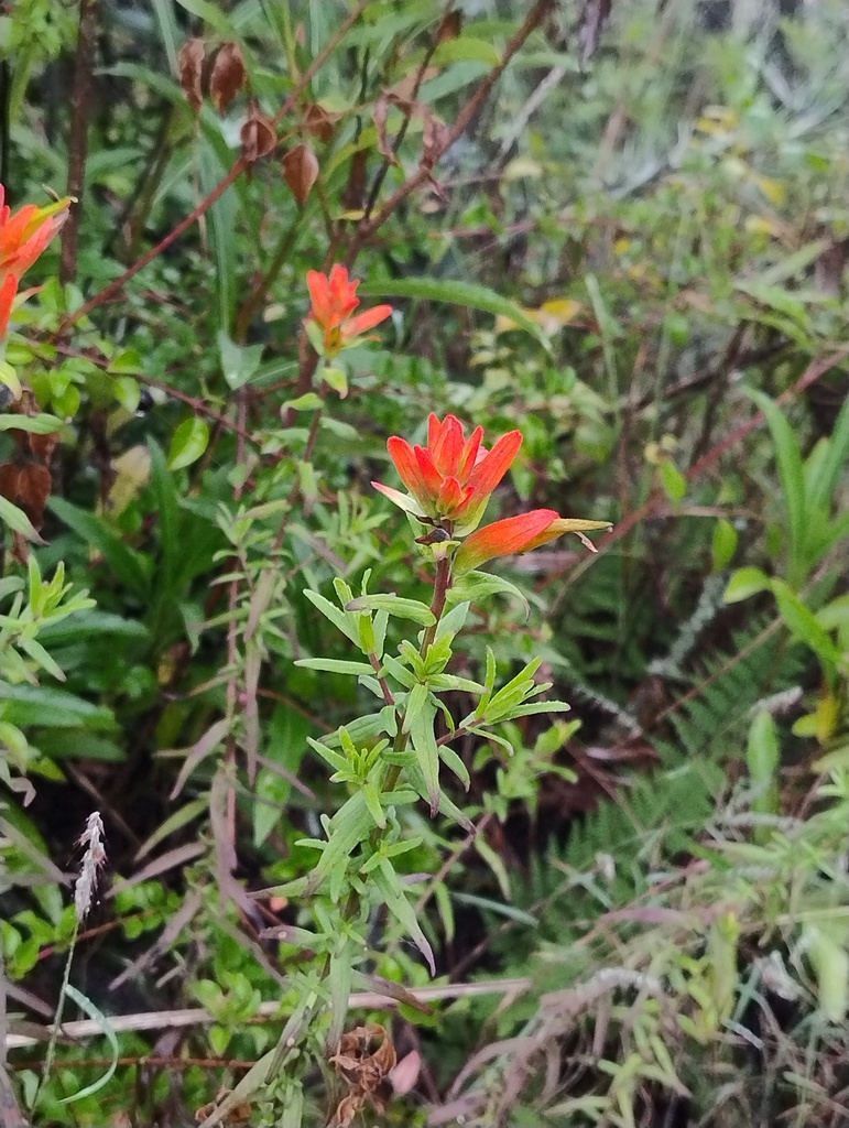 plants in October 2024 by Anayeli Guzmán Enríquez · iNaturalist