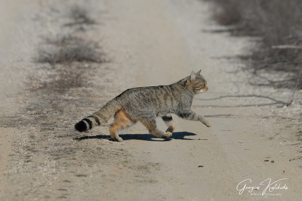 European Wildcat from Περιφέρεια Δυτικής Μακεδονίας, Ελλάδα on February ...