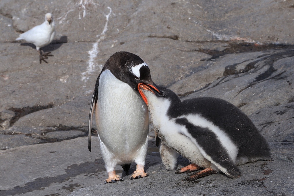 Gentoo Penguin · Eselspinguin · Manchot Papou · 巴布亚企鹅 (HX - Common ...