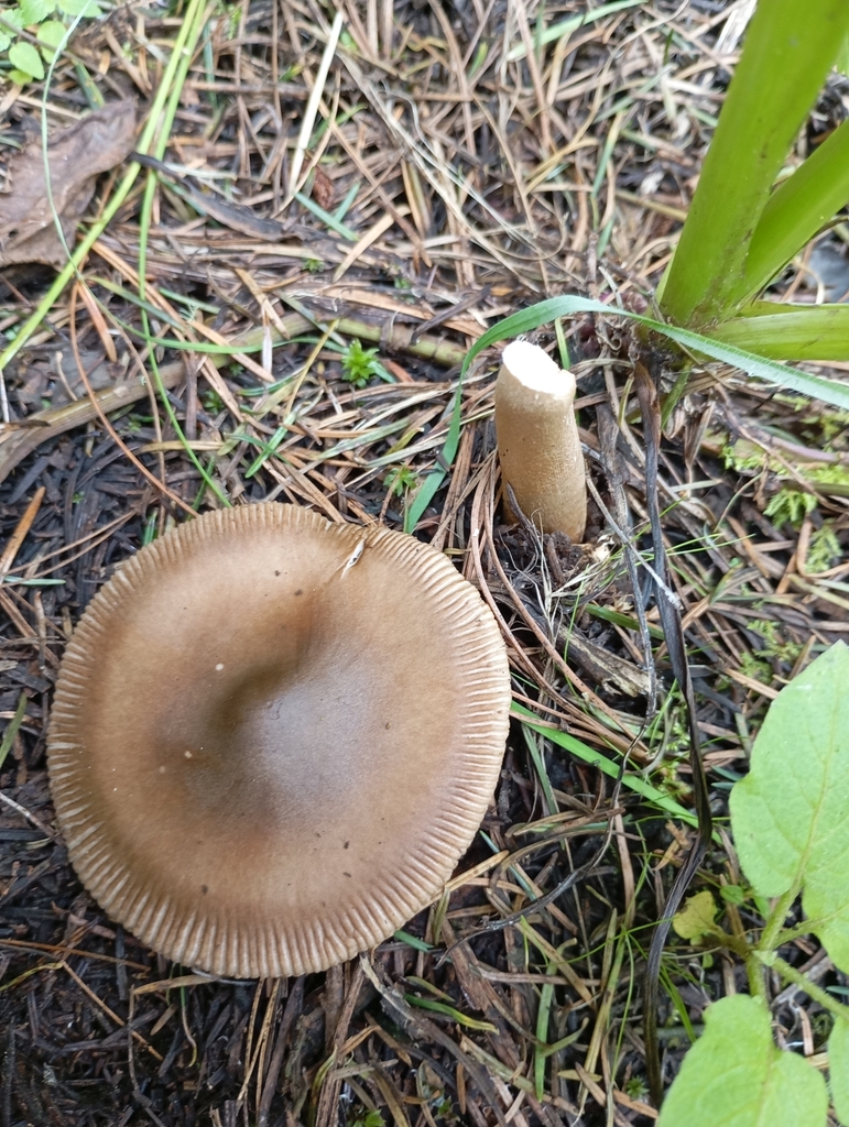 Western Grisette from 58992 Mich., México on October 15, 2024 at 12:08 ...