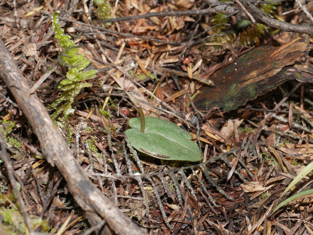 Corybas rotundifolius in October 2024 by mattward. a bit of a surprise ...