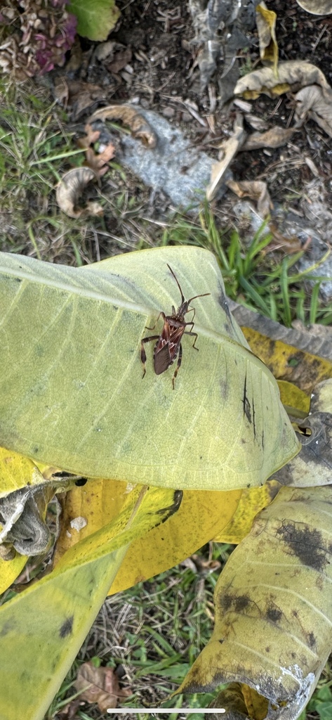 Western Conifer Seed Bug from Martha's Vineyard, Edgartown, MA, US on ...