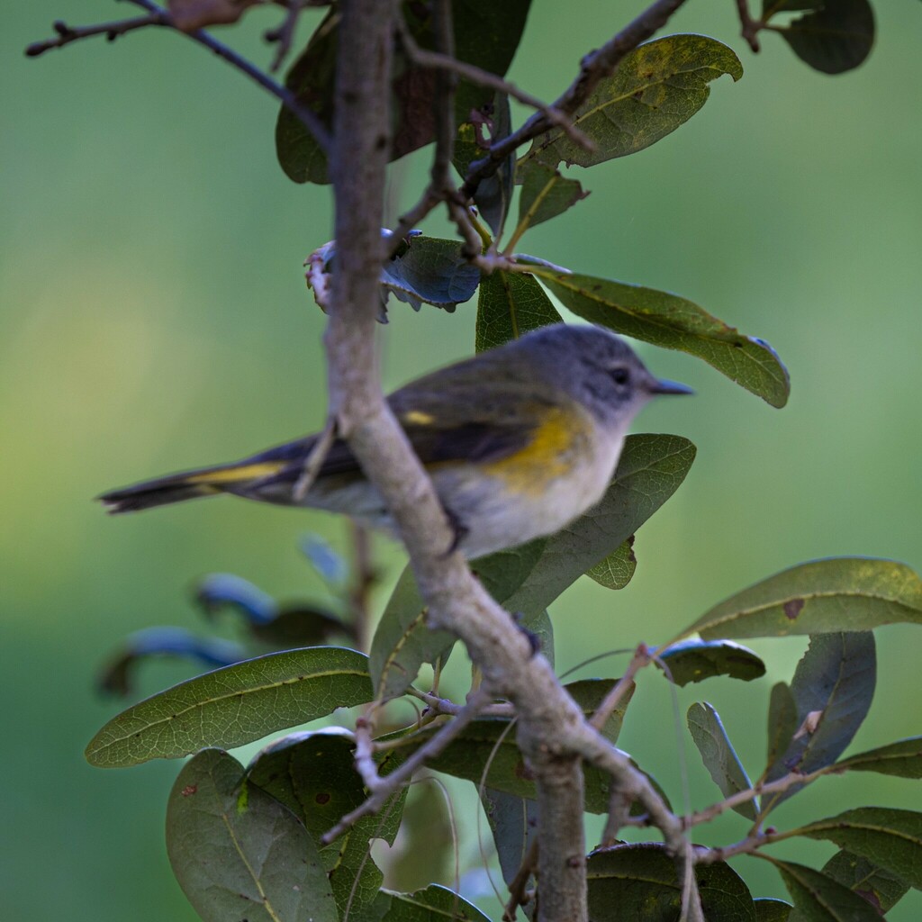 American Redstart from Indian Harbour Brach, Indian Harbour Beach, FL ...