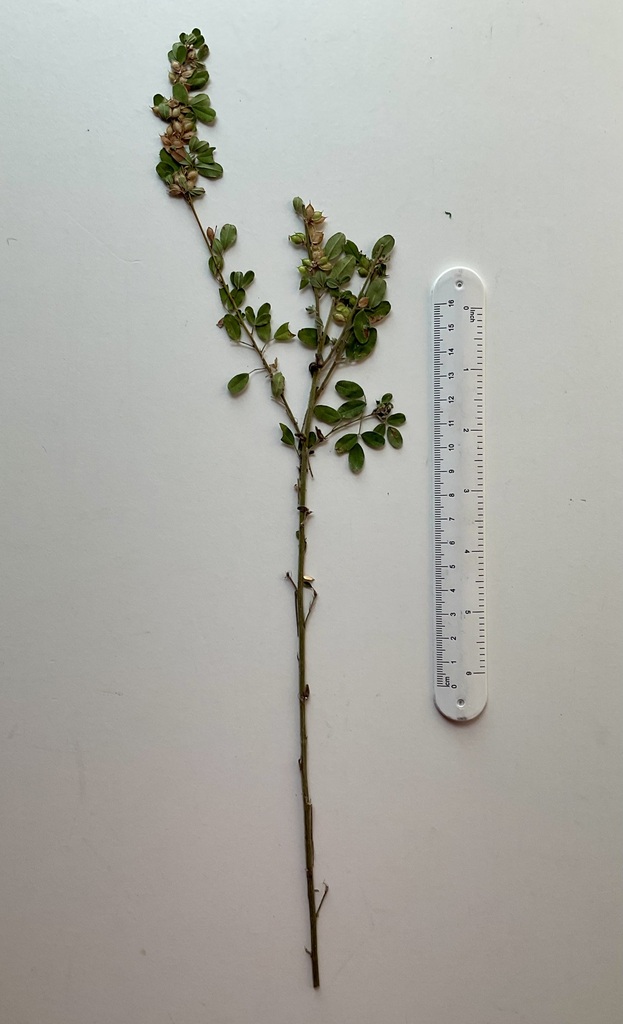 tall bush-clover from Bastrop County, TX, USA on October 10, 2024 at 09 ...
