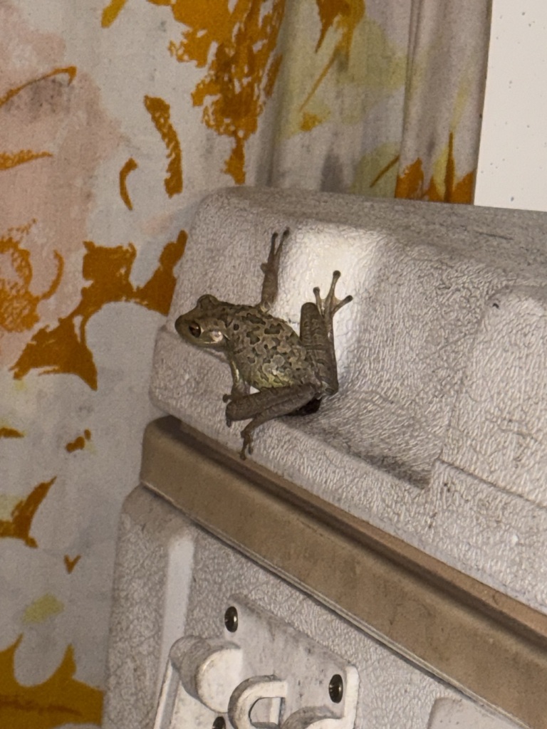 Cuban Tree Frog from Behind my Home on October 8, 2024 by vazquez_d_032 ...