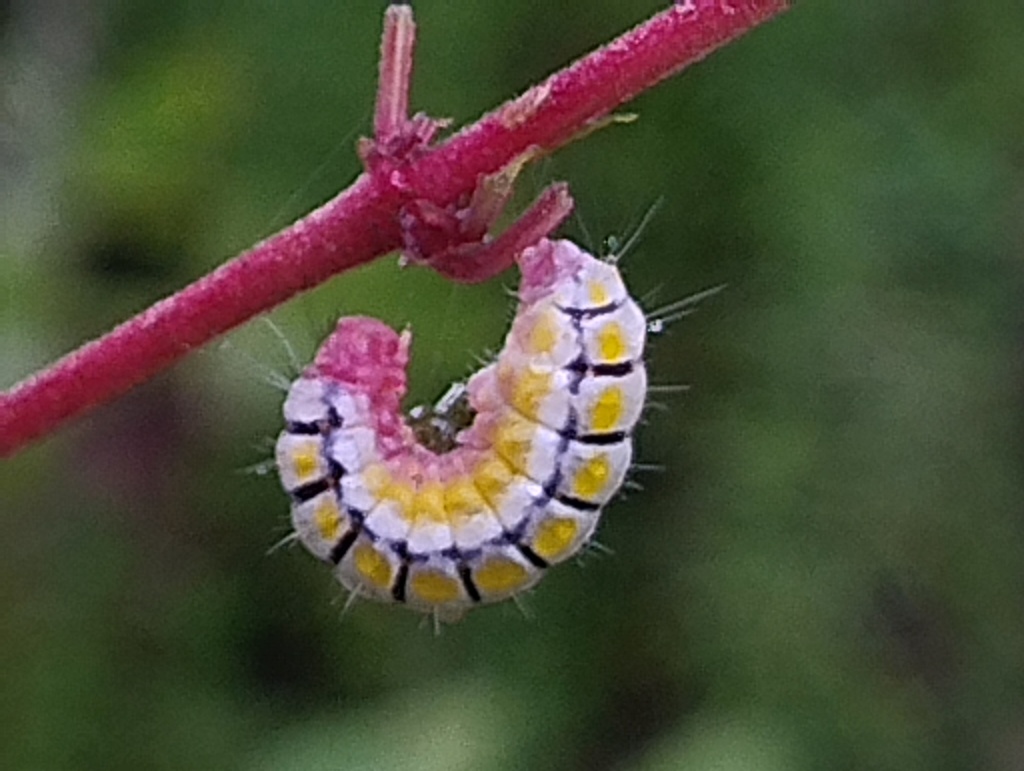 Mariposas y polillas en octubre 2024 por Anayeli Guzmán Enríquez ...