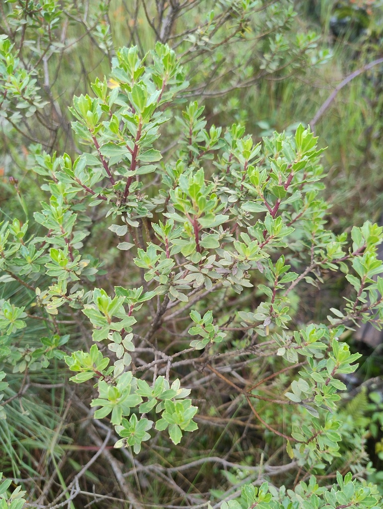 plants in October 2024 by Anayeli Guzmán Enríquez · iNaturalist
