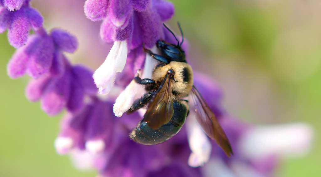 Texas Carpenter Bee from Bath House Pollinator Garden Dallas, TX, USA ...
