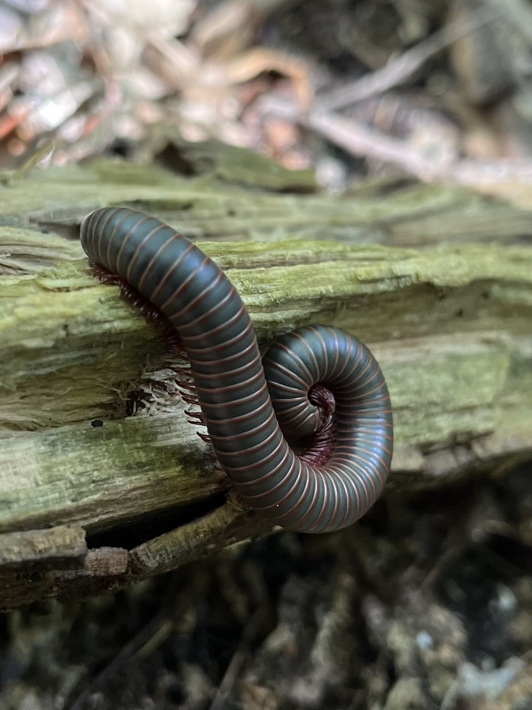 American Giant Millipede Complex from Mont-Saint-Hilaire Migratory Bird ...