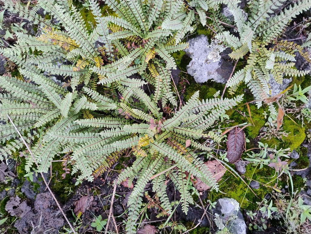 plants in October 2024 by Anayeli Guzmán Enríquez · iNaturalist