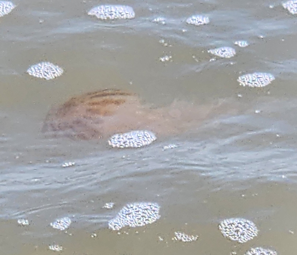 Bay Nettle from Jamaica Beach, TX 77554, USA on October 15, 2024 at 12: ...