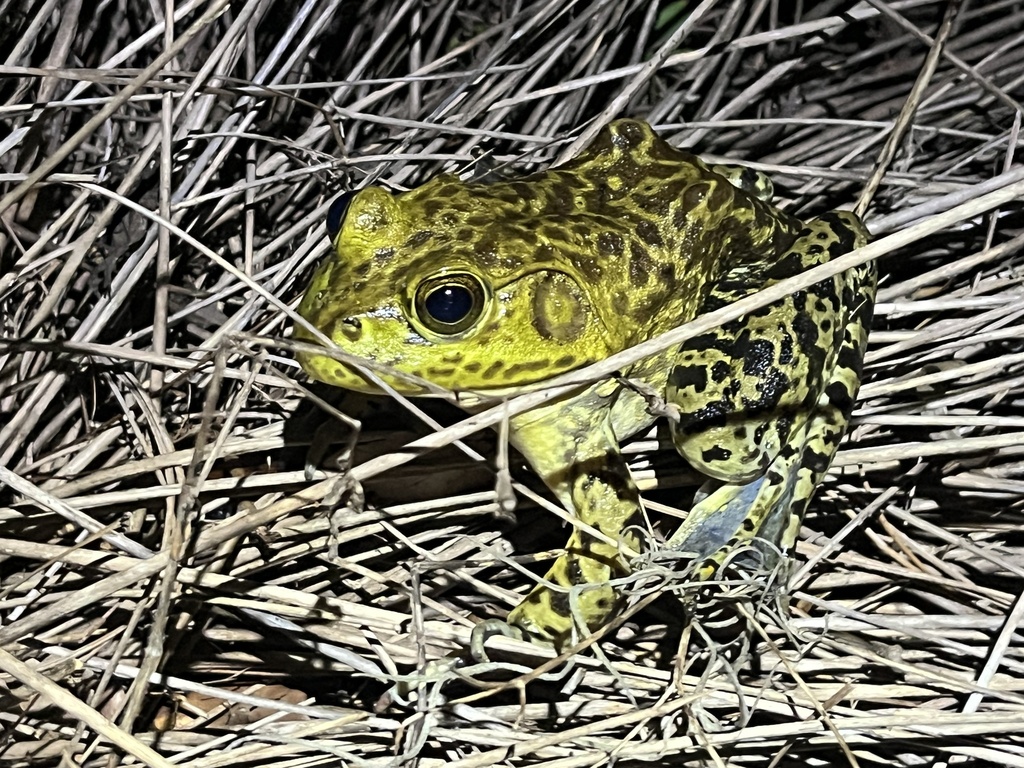 American Bullfrog from Depot Park, Gainesville, FL, US on October 15 ...