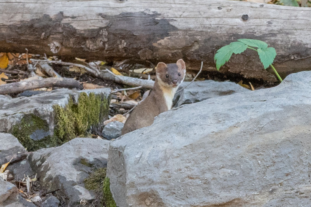 Long-tailed Weasel from Utah County, UT, USA on October 7, 2024 at 12: ...