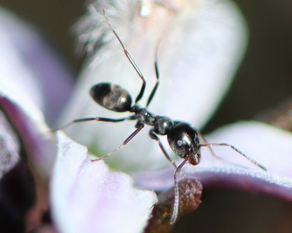 Rainbow, Tyrant, and Meat Ants from Blue Mountains NSW, Australia on ...