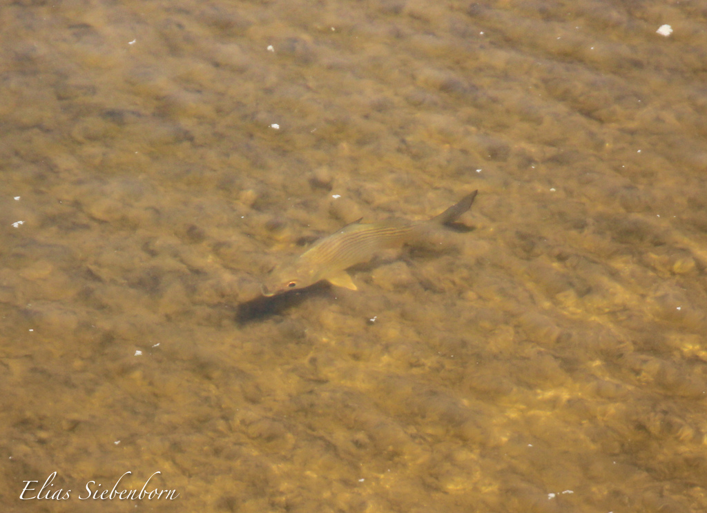 Irish Pompano from Cozumel, Q.R., México on October 14, 2024 at 11:58 ...
