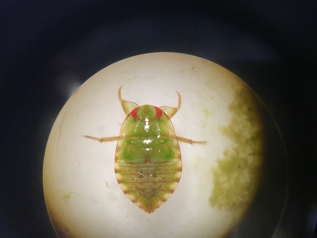Pelocoris femoratus from Cornell College, Mount Vernon, IA, US on ...