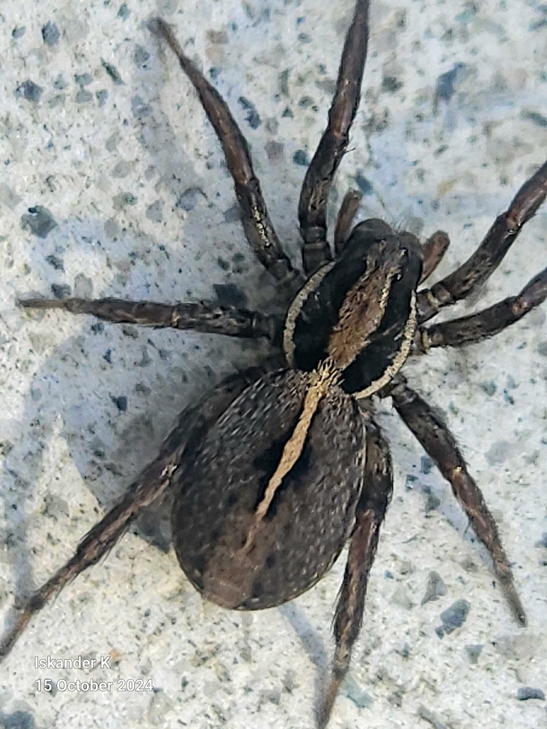 Artoriopsis melissae from Verdon St near Catherine St, Golden Beach QLD ...