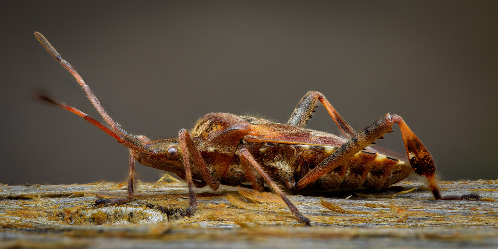 Western Conifer Seed Bug from Okanogan County, WA, USA on October 15 ...